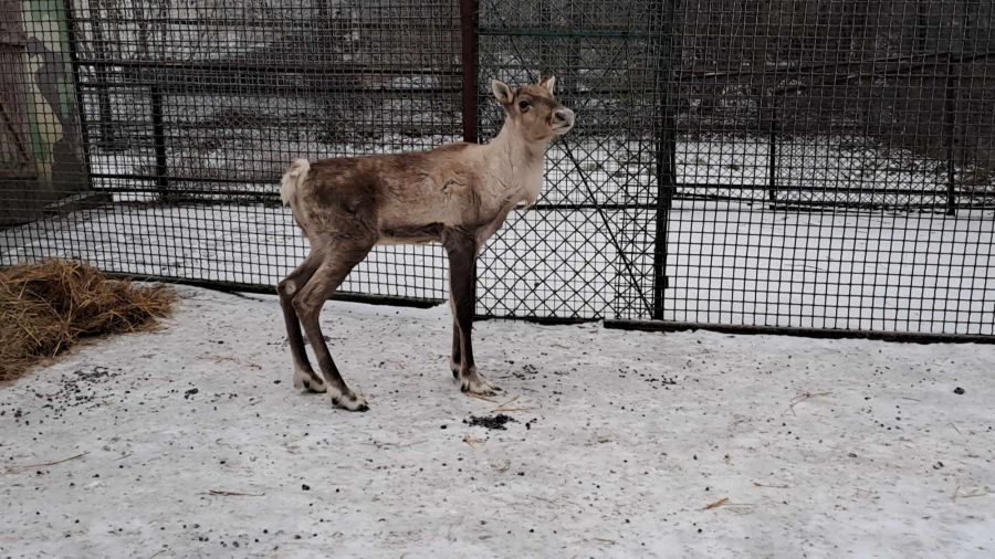 W płockim zoo zamieszkała samica renifera fińskiego, podgatunku ...