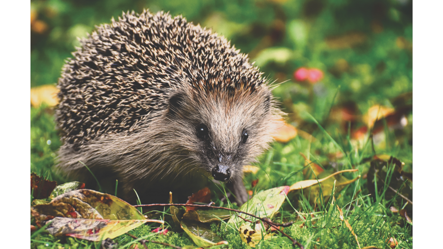 Dokąd nocą tupta jeż? Jak i kiedy pomagać kolczastym ssakom?