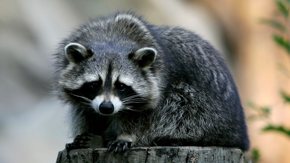 German raccoons invading Poland, scientists warn
