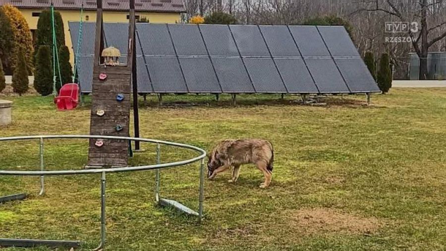 Interwencje Aktualności