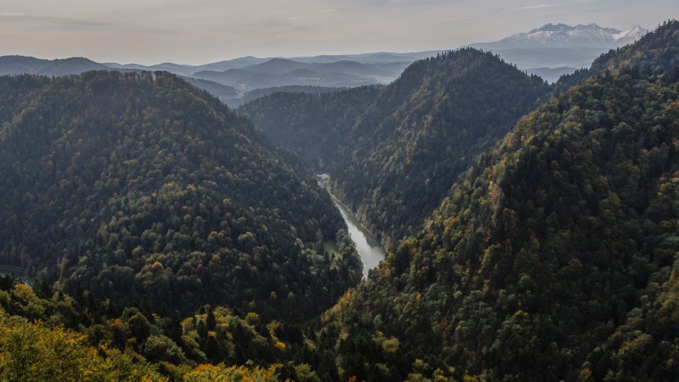Poland’s tallest native tree discovered in Pieniny National Park