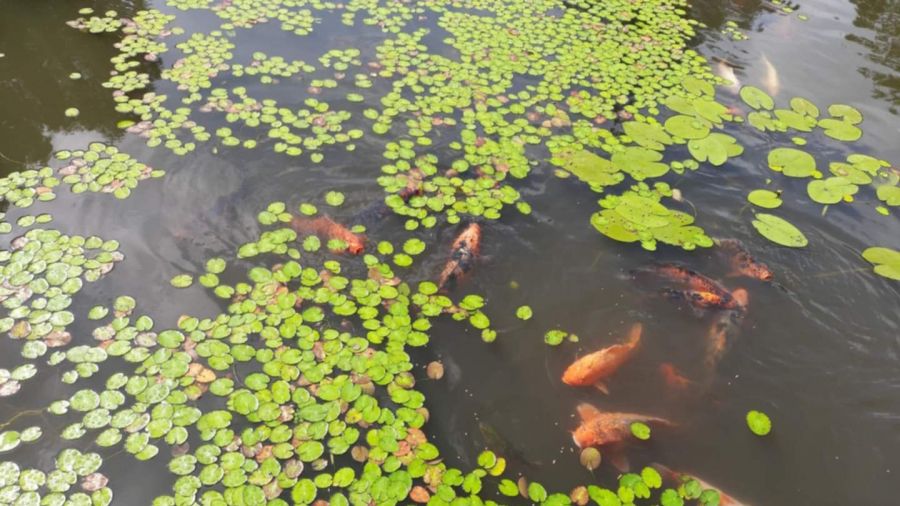 W arboretum w Bolestraszycach można oglądać karpie Koi