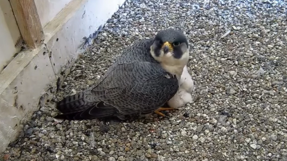 Warsaw’s beloved falcon Franek found dead with a broken neck