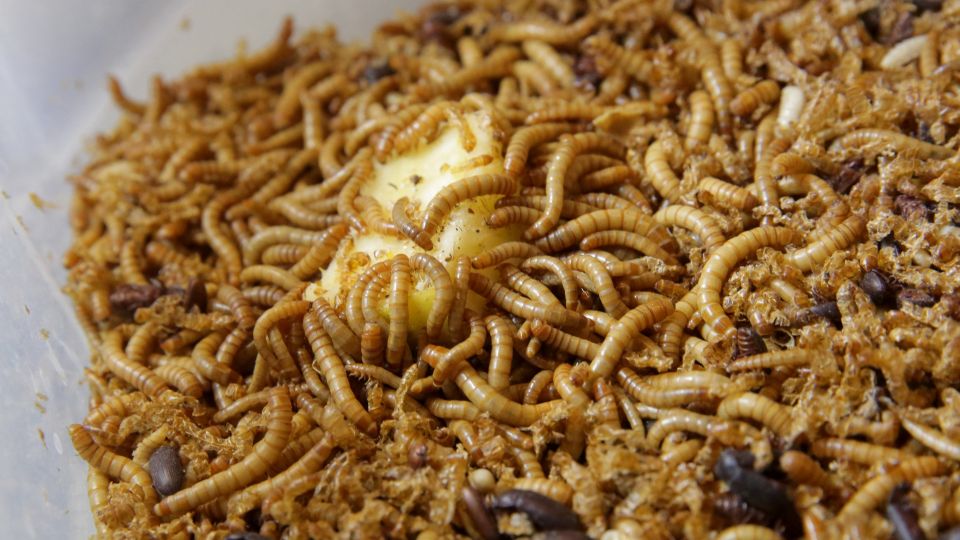 EU introduces regulation permitting bugs in bread