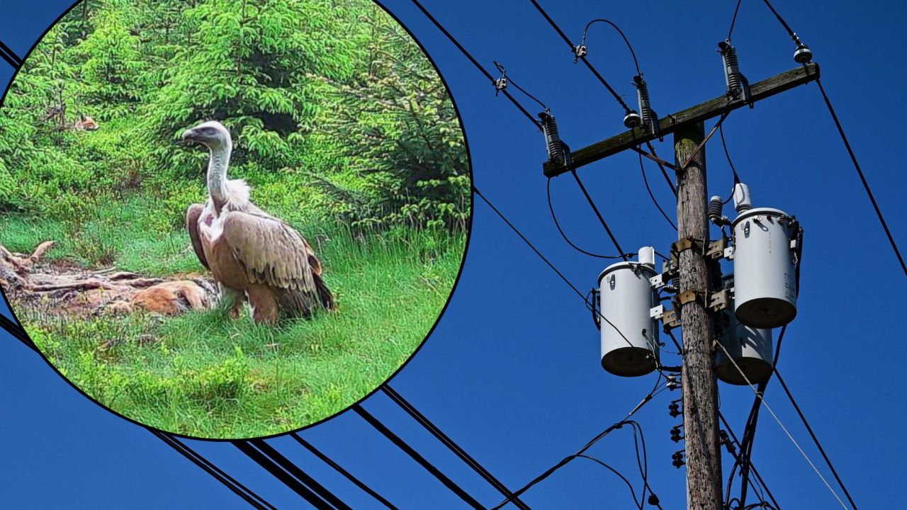 Power line kills Griffon vulture after rare Poland sighting