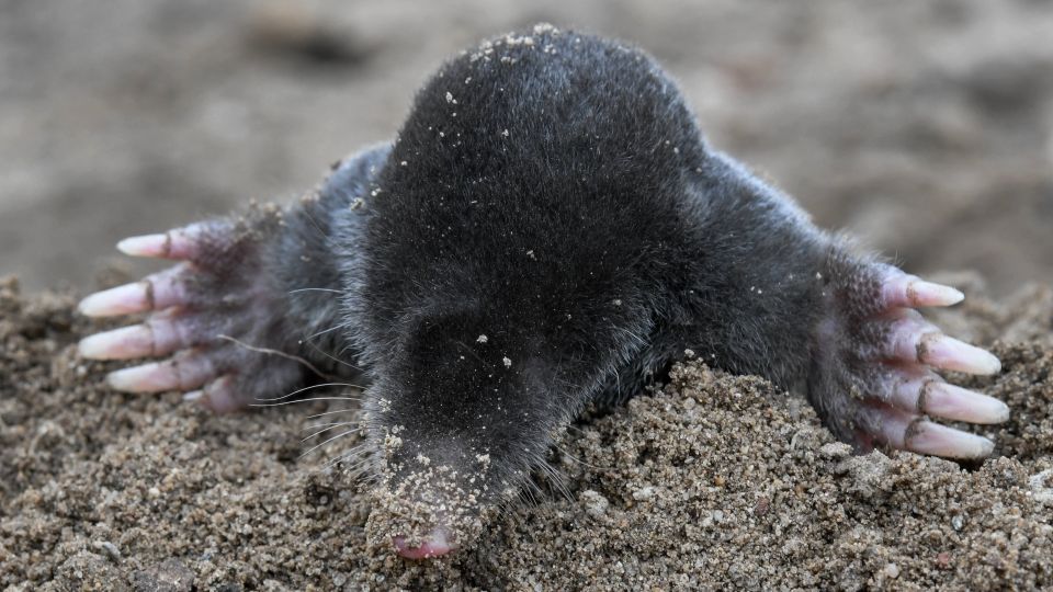 Dlaczego kretom kurczy się mózg? Nowe badanie