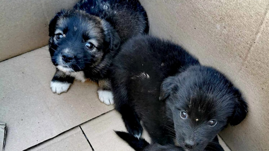 Animal Patrol znalazł trzy malutkie pieski