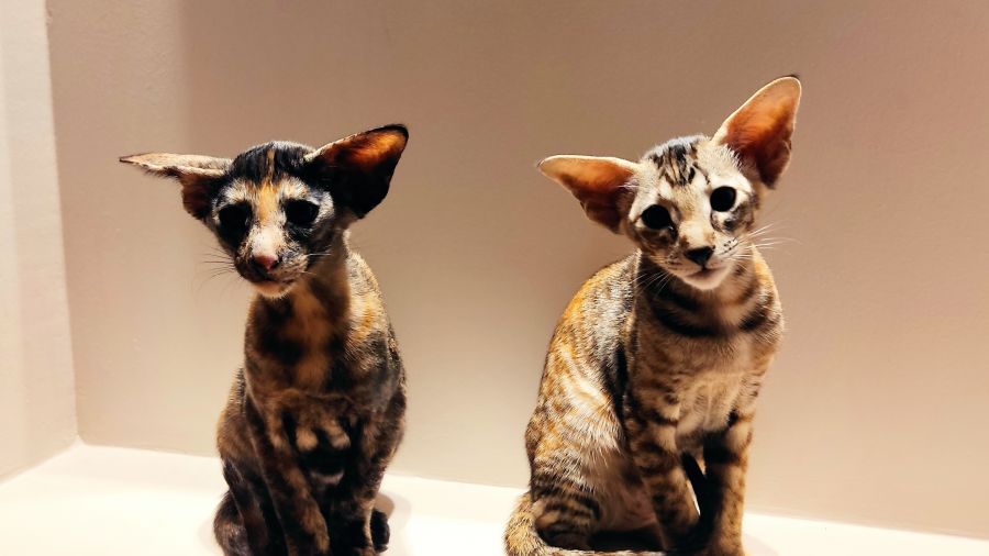 Koty są z nami od tysięcy lat. Dziś mają swoje święto