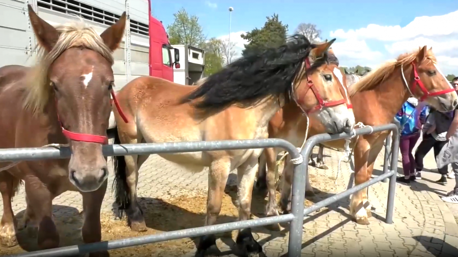 Targi końskie w Pajęcznie