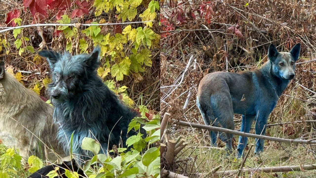 Mystery of blue dogs at Chernobyl nuclear plant finally solved