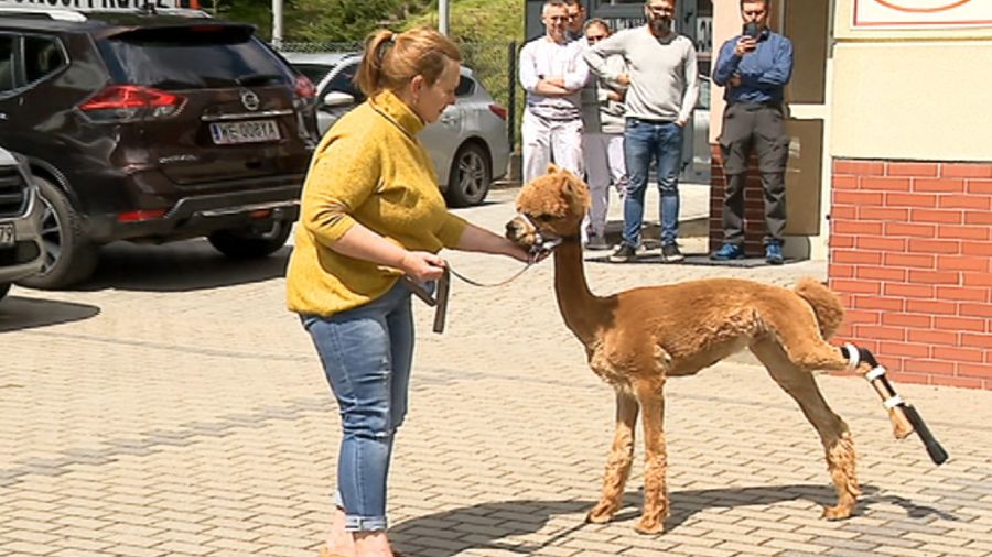 Proteza dla alpaki z gospodarstwa w Trzebusce